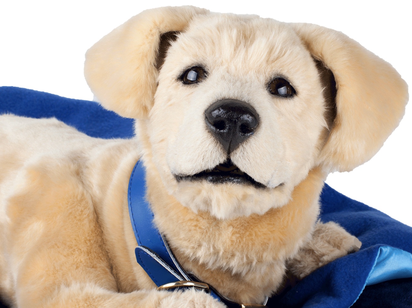 Companion puppy wins robot start-up contest – Gadget