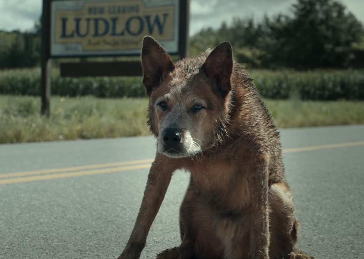 Undead pet horror comes to Showmax – Gadget