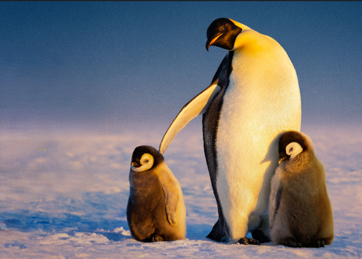 Dramatic Penguin secrets revealed – Gadget